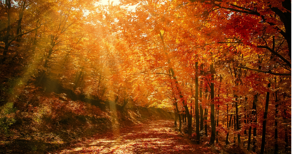 "The Beauty Of A Silent Walk" from The New York Times - Robbins ...